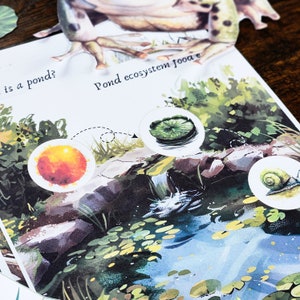 Pond Unit, Pond Study, Montessori Inspired, Homeschool, Homeschool ...