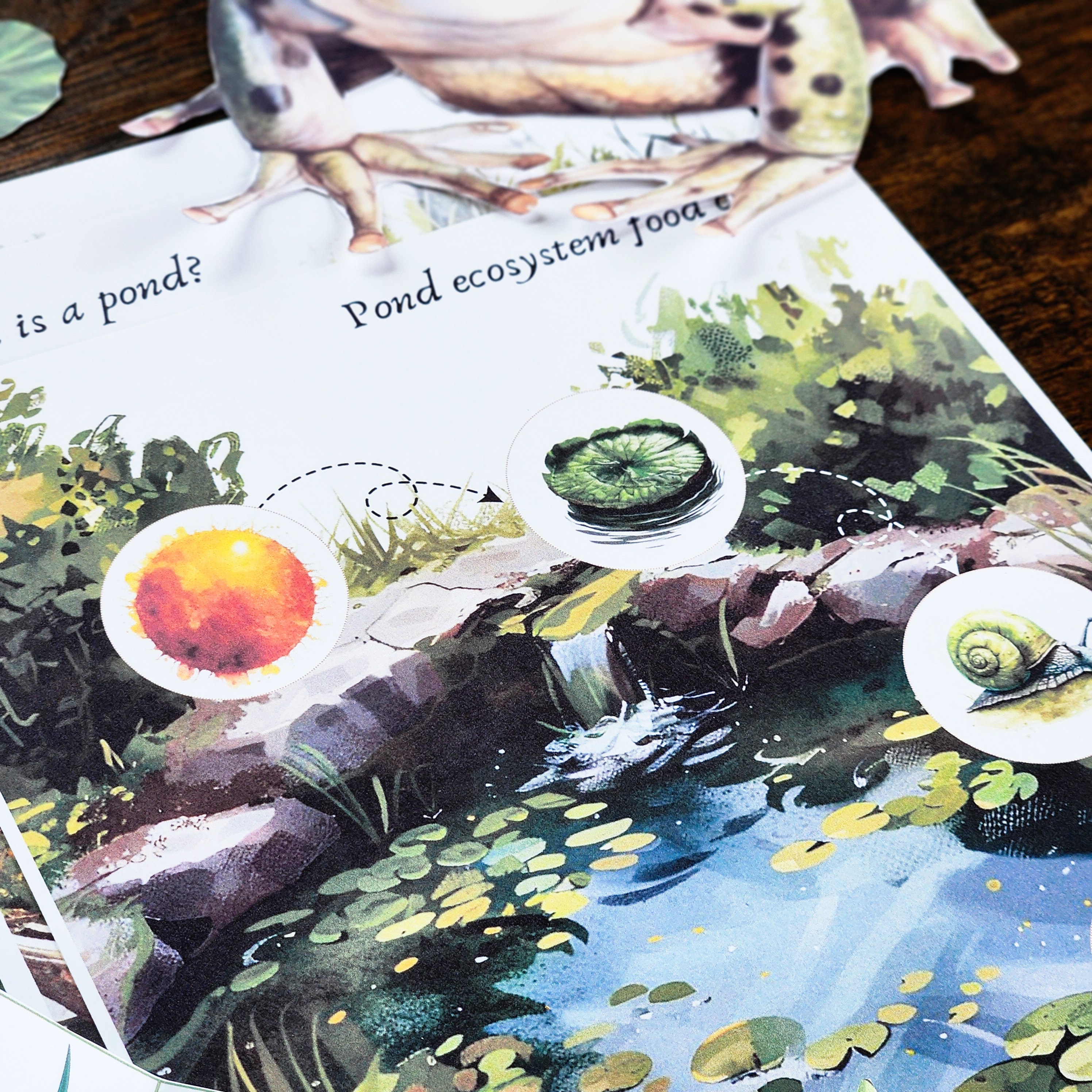 Pond Unit, Pond Study, Montessori Inspired, Homeschool, Homeschool ...