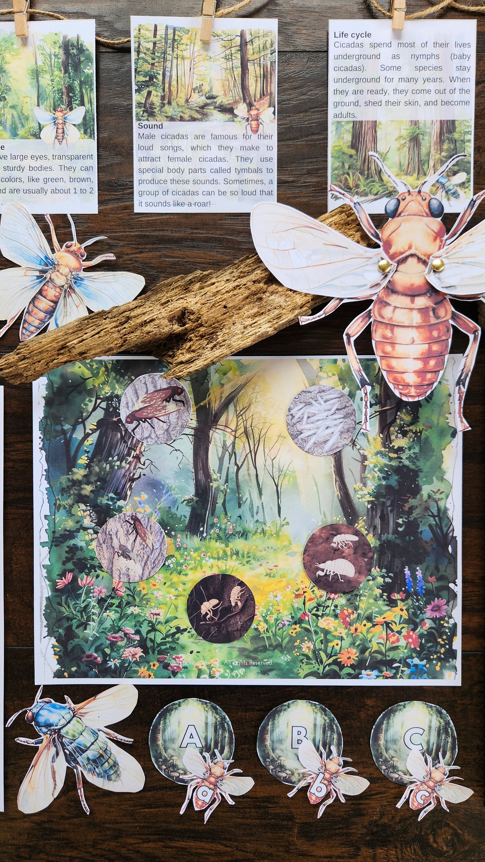 Cicadas, Cicadas Unit Study, Homeschool Printables, Montessori Study ...