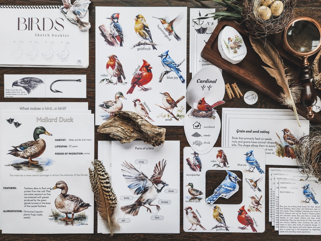 Birds Unit Study, Birds Activities, Nests, Beaks, Homeschool Printable ...