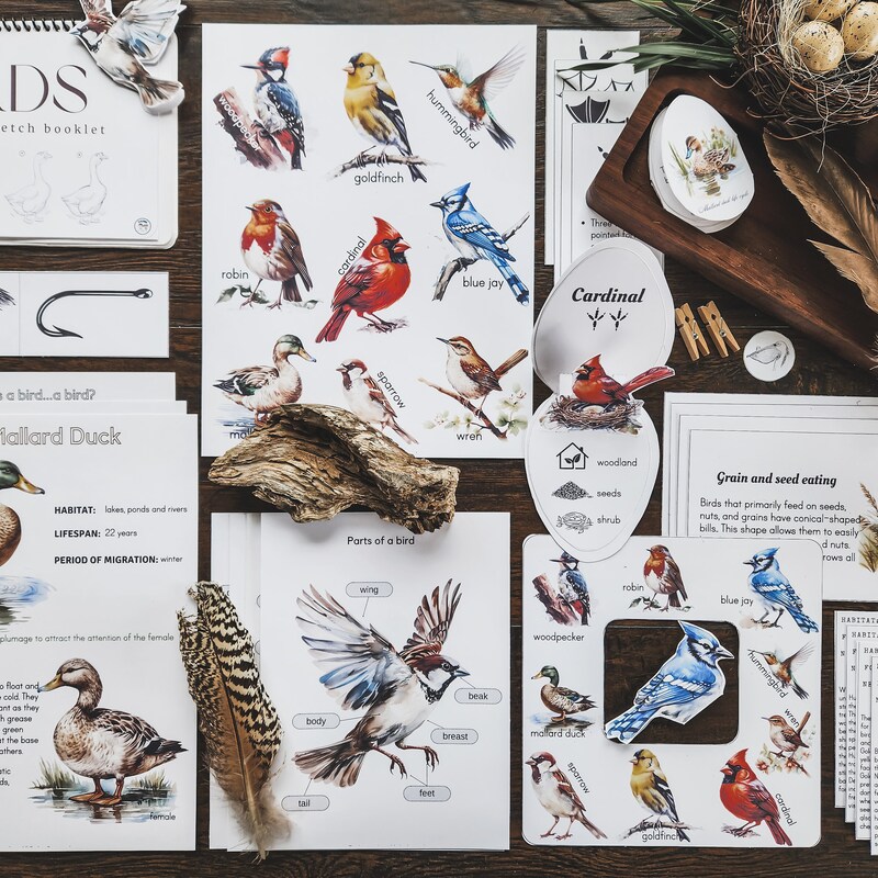 Bird Study - Etsy