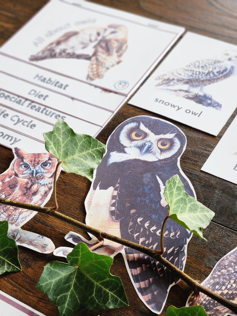 Owl Unit Study: Life Cycle, Anatomy, & Wizard Pretend Play (printables ...