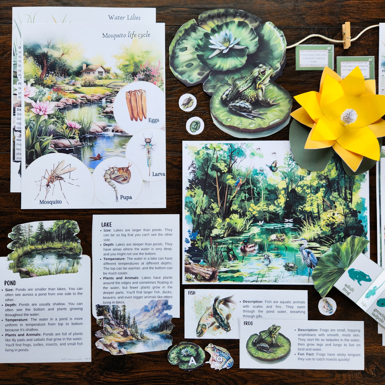 Pond Unit, Pond Study, Montessori Inspired, Homeschool, Homeschool ...