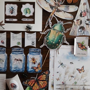 Entomology , Insects Unit Study, Bugs, Butterfly Life Cycle, Printables ...