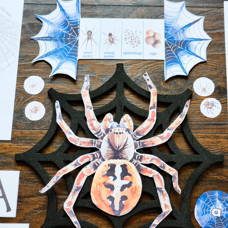 Spiders, Type of Spiders, Spider Web, Type of Webs, Printables ...