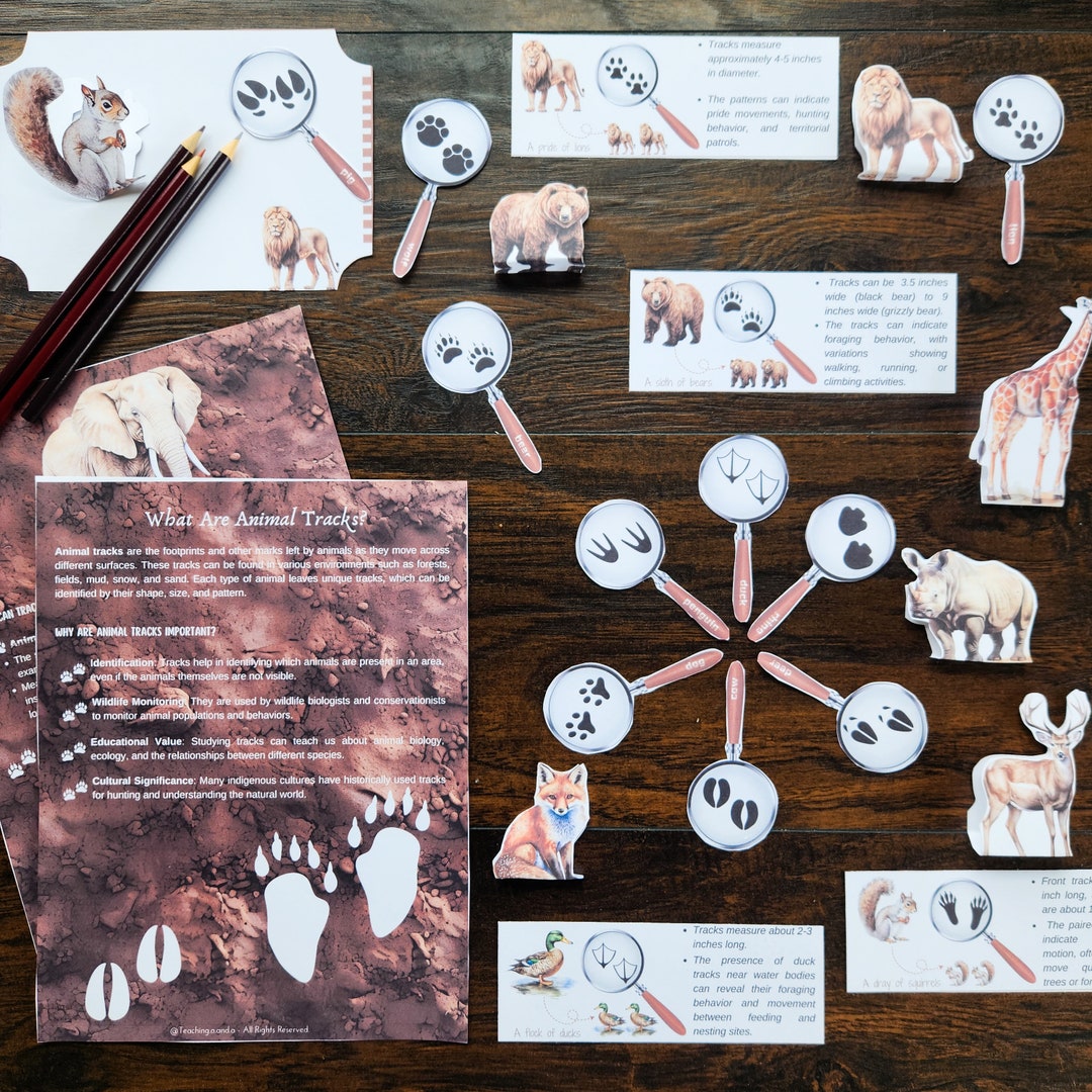 Animal Tracks Printable Pack: Homeschool Learning Activity - Etsy UK