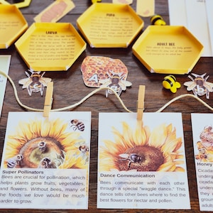 Bees Unit Study: Montessori Bee Activities & Pollination Printables - Etsy