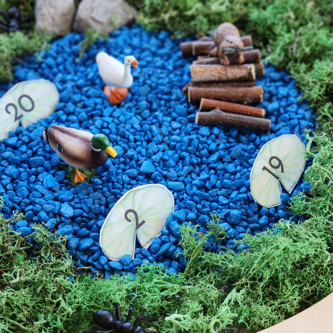 Pond Unit, Pond Study, Montessori Inspired, Homeschool, Homeschool ...