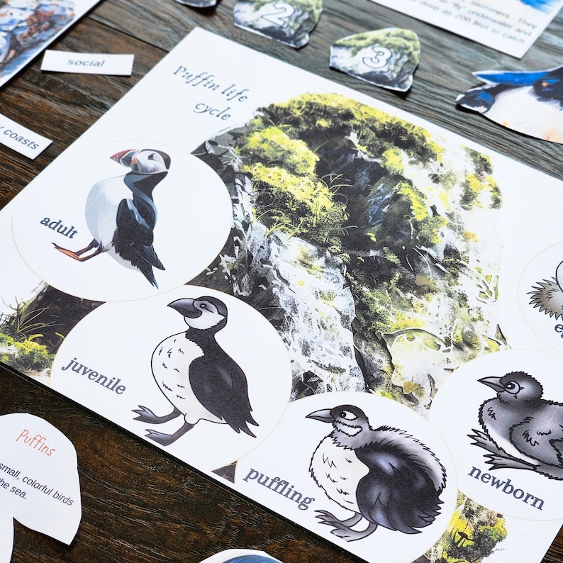 Puffins, Printables, Puffin Unit Study, Morning Basket, Homeschool ...