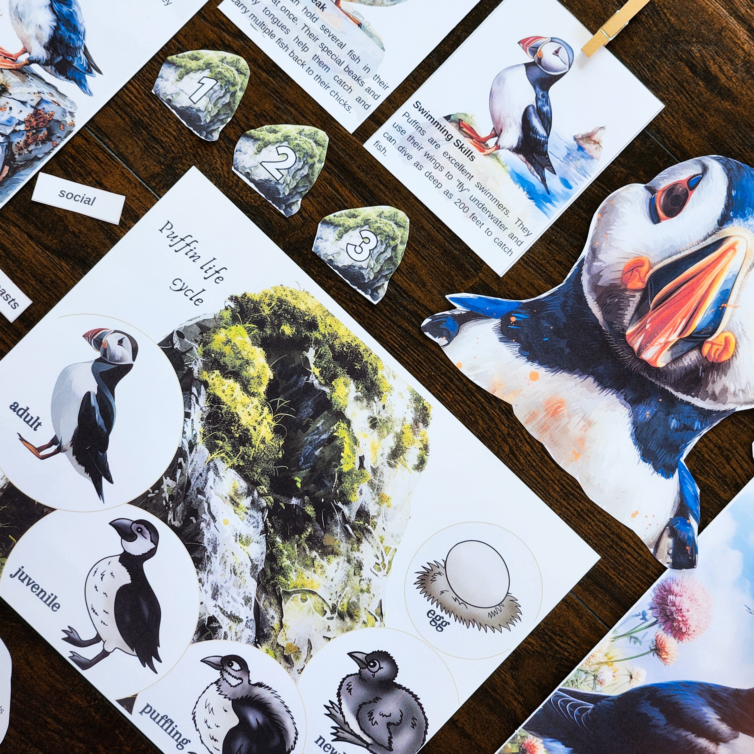 Puffins, Printables, Puffin Unit Study, Morning Basket, Homeschool ...