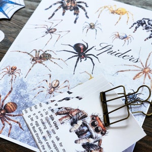 Spiders, Type of Spiders, Spider Web, Type of Webs, Printables ...