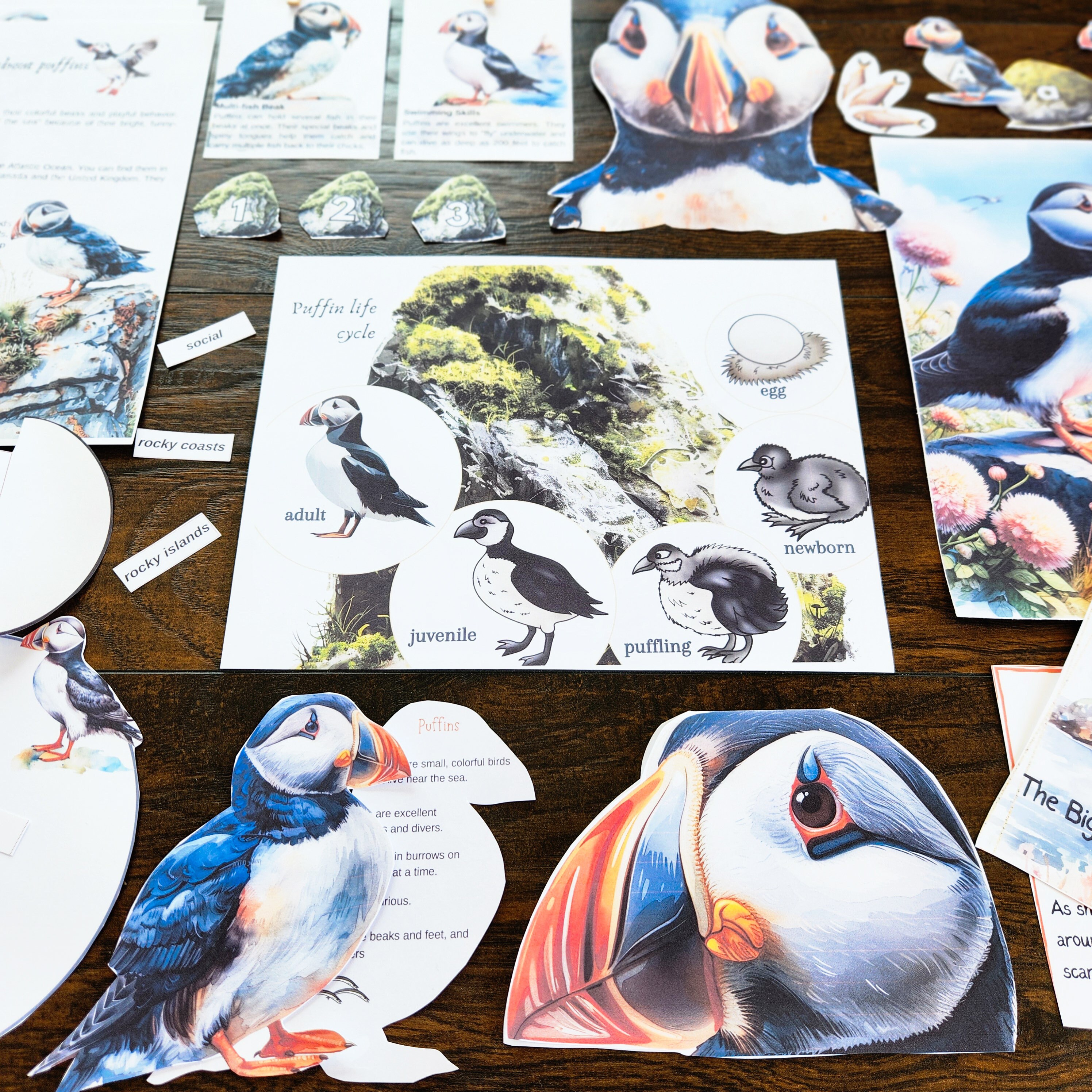 Puffins, Printables, Puffin Unit Study, Morning Basket, Homeschool ...
