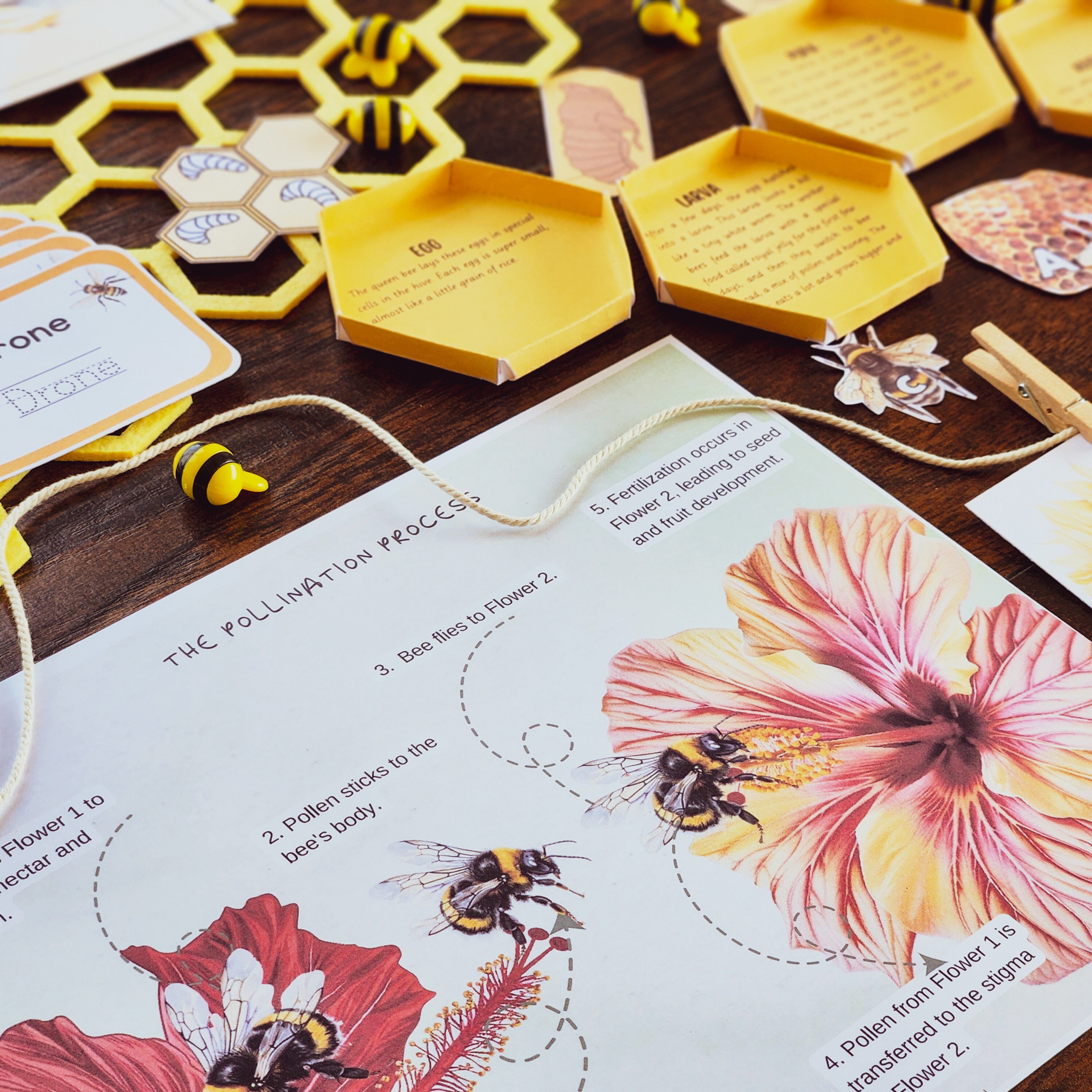 Bees Unit Study, Montessori Activities, Printables, Bee Activities ...