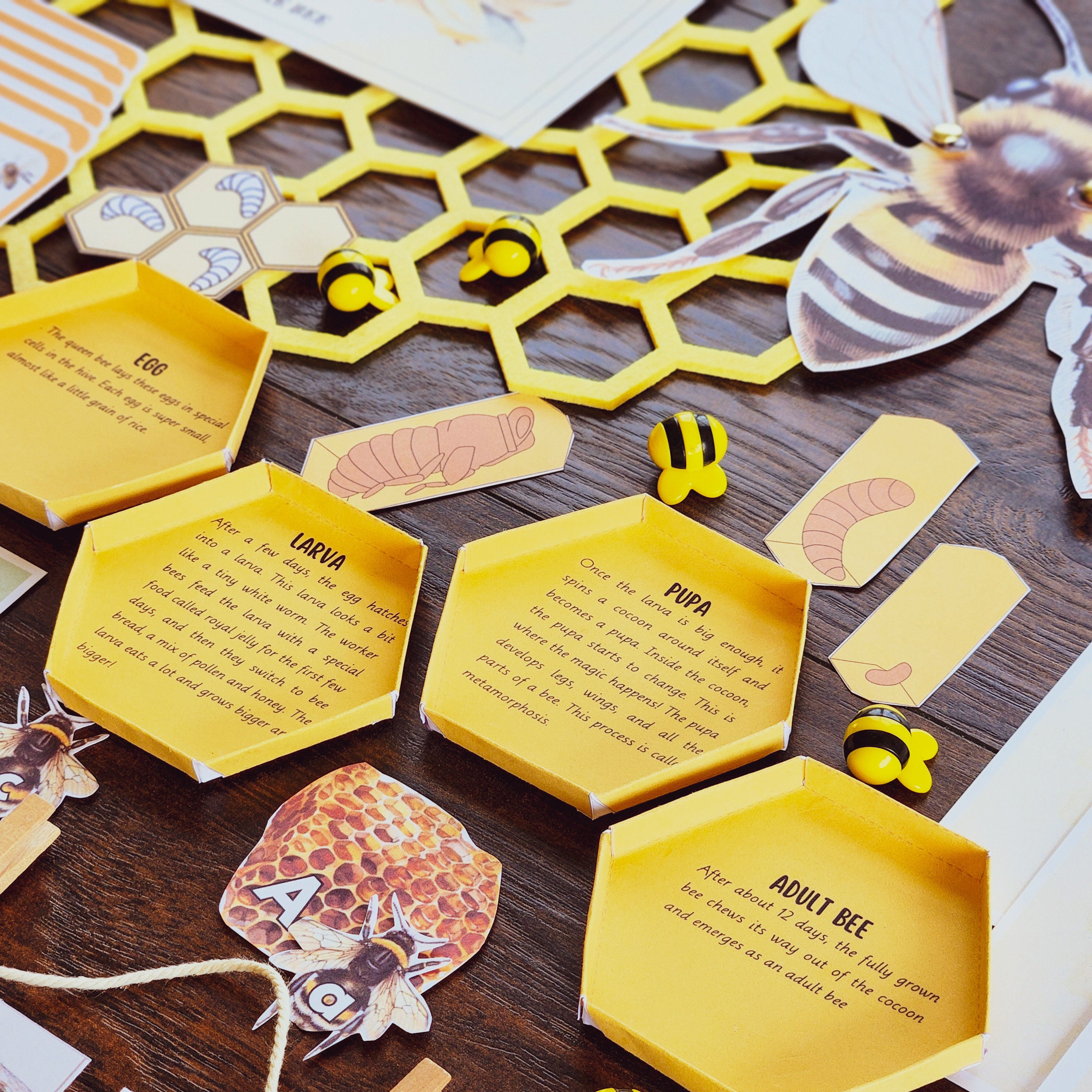 Bees Unit Study, Montessori Activities, Printables, Bee Activities ...