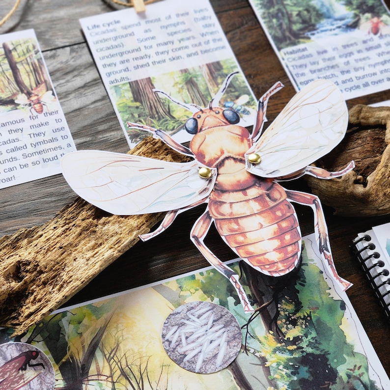 Cicada Life Cycle Activity Pack: Homeschool Montessori Printables - Etsy