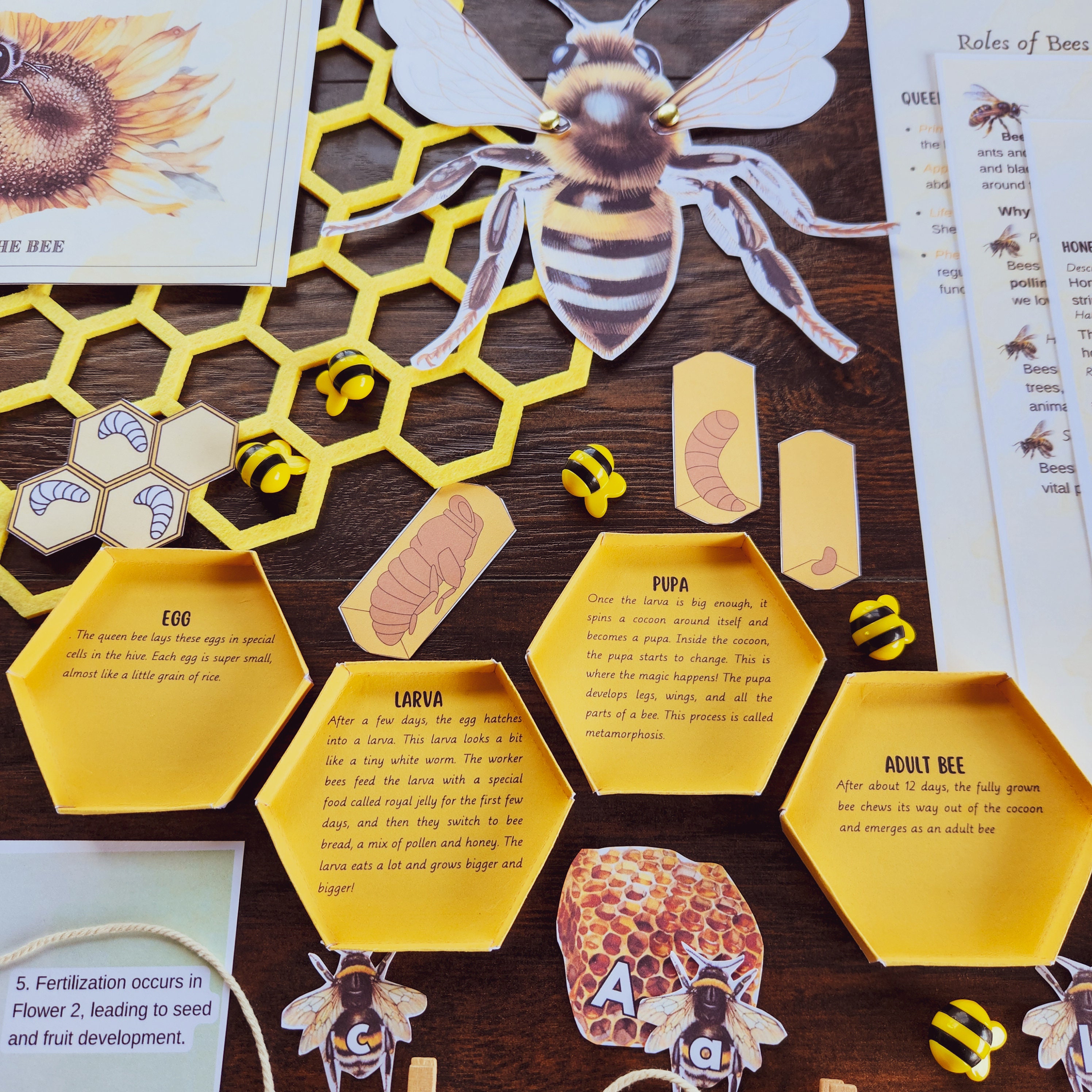 Bees Unit Study, Montessori Activities, Printables, Bee Activities ...