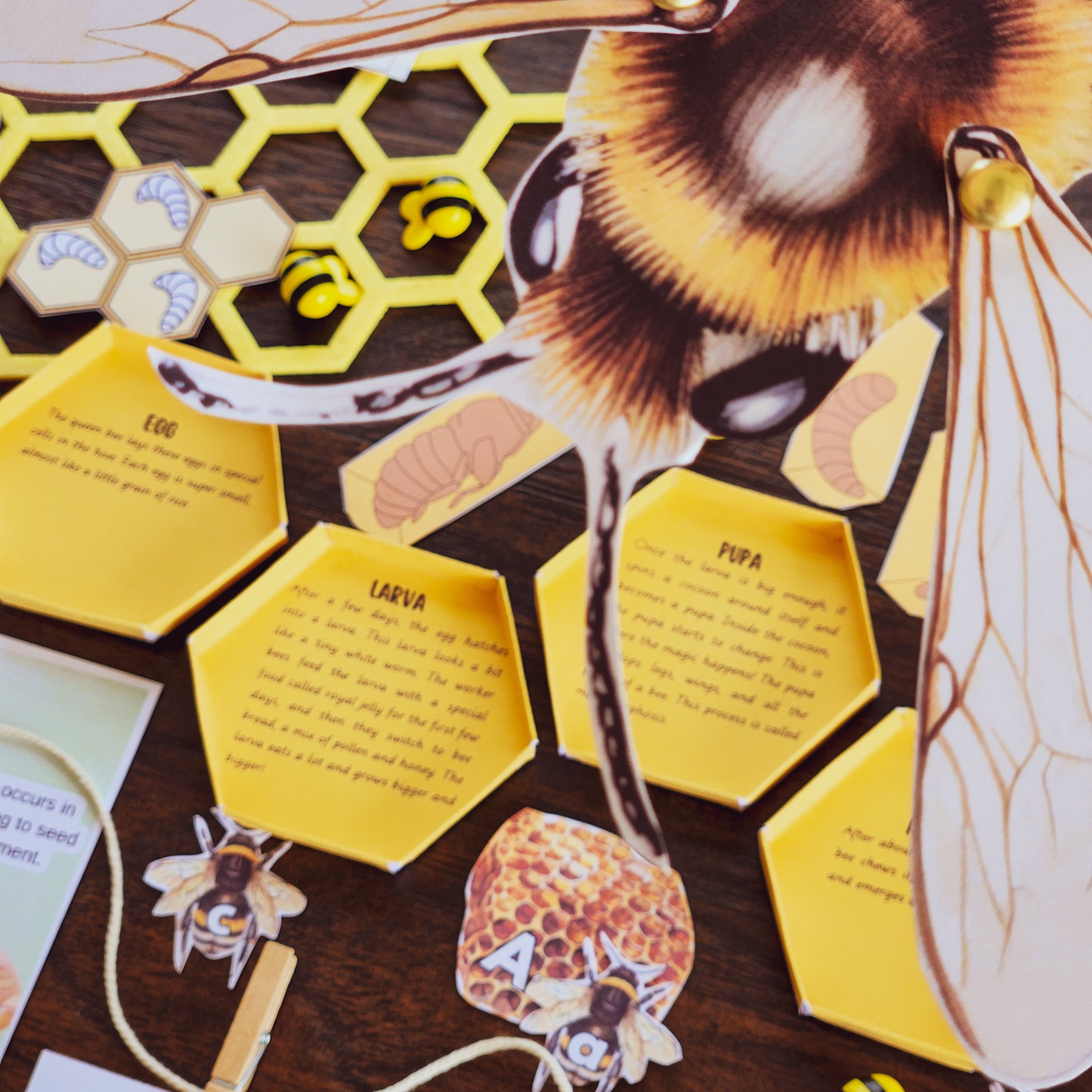 Bees Unit Study, Montessori Activities, Printables, Bee Activities ...