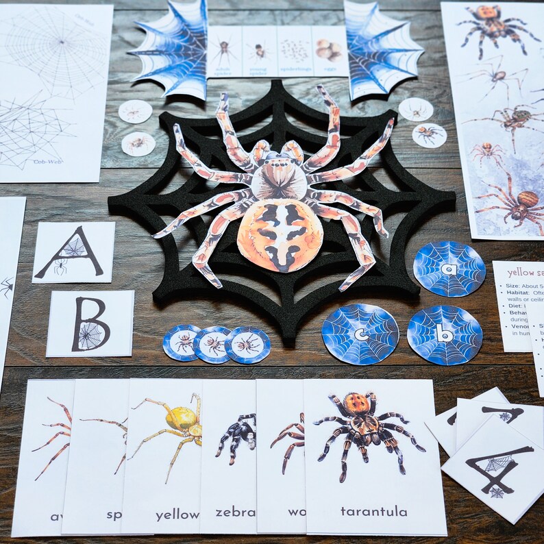Spiders, Type of Spiders, Spider Web, Type of Webs, Printables ...