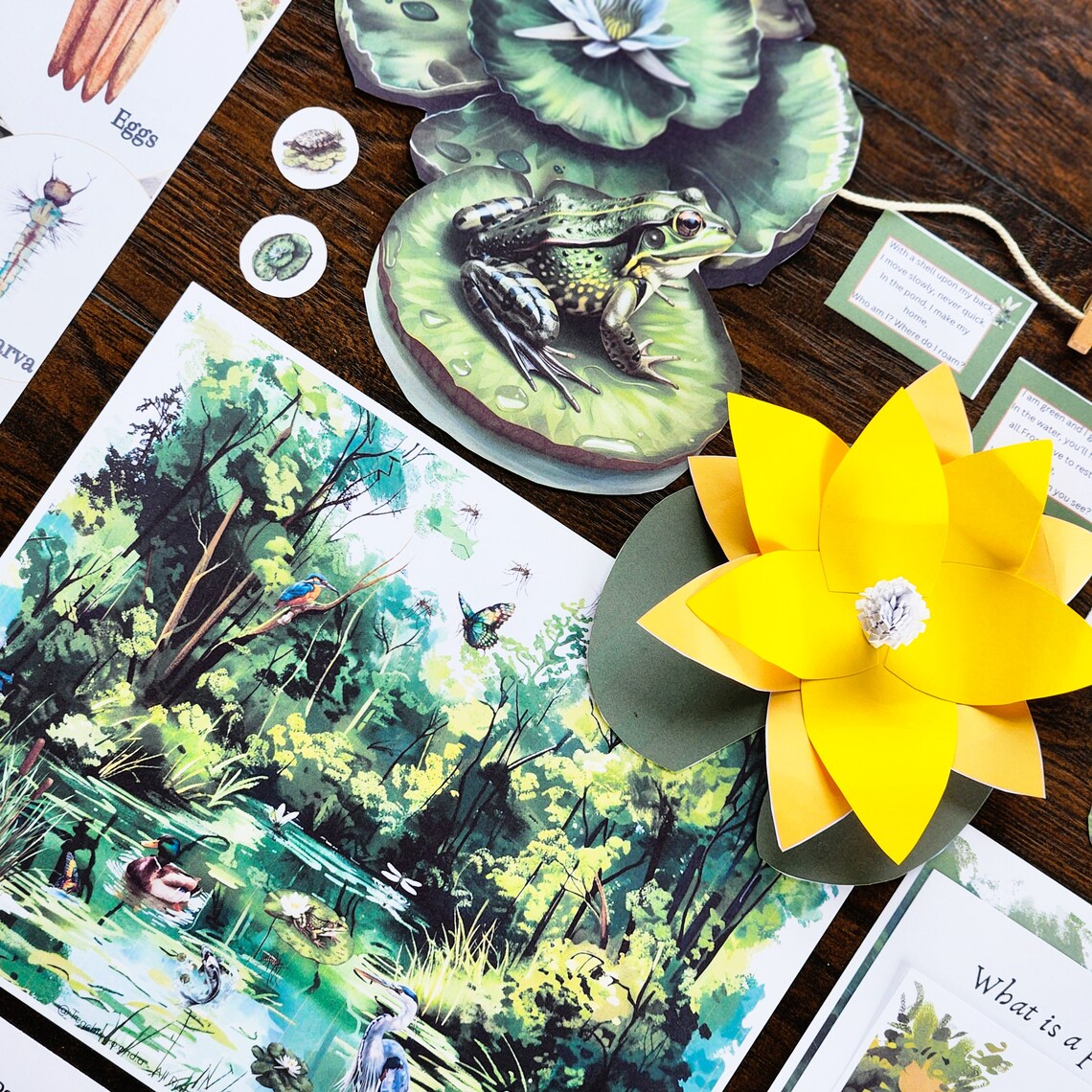 Pond Unit, Pond Study, Montessori Inspired, Homeschool, Homeschool ...