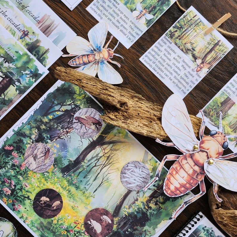 Cicada Life Cycle Activity Pack: Homeschool Montessori Printables - Etsy