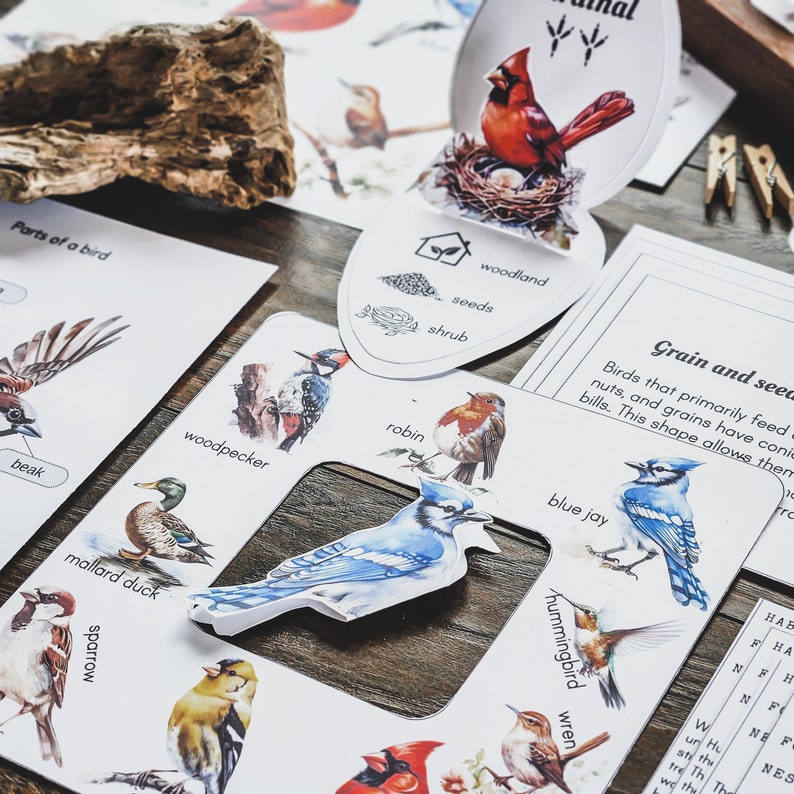 Birds Unit Study: Backyard Birds & Mallard Duck Activities (digital ...
