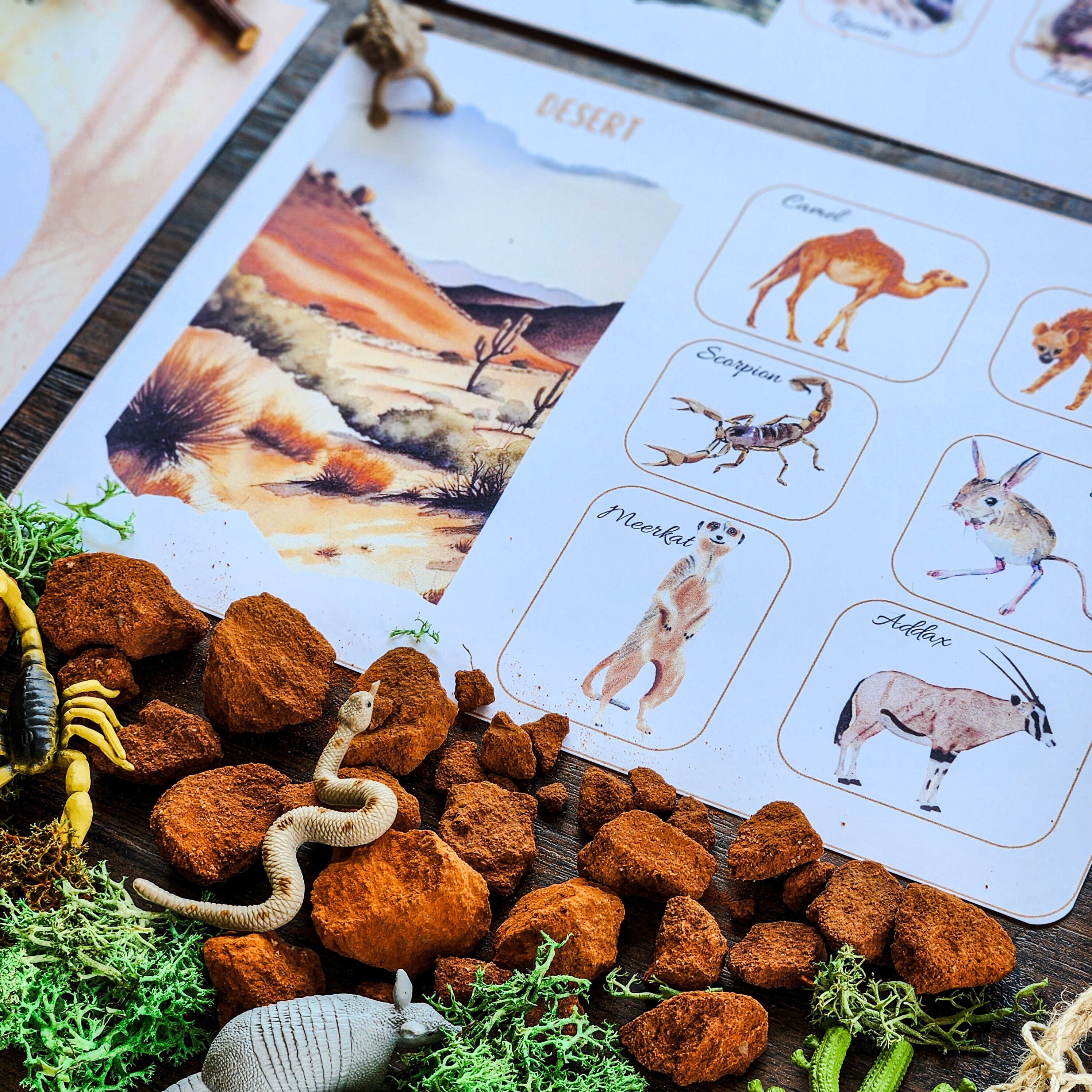 Habitats, Animal Habitats, Homeschool Activities, Printables, Unit ...