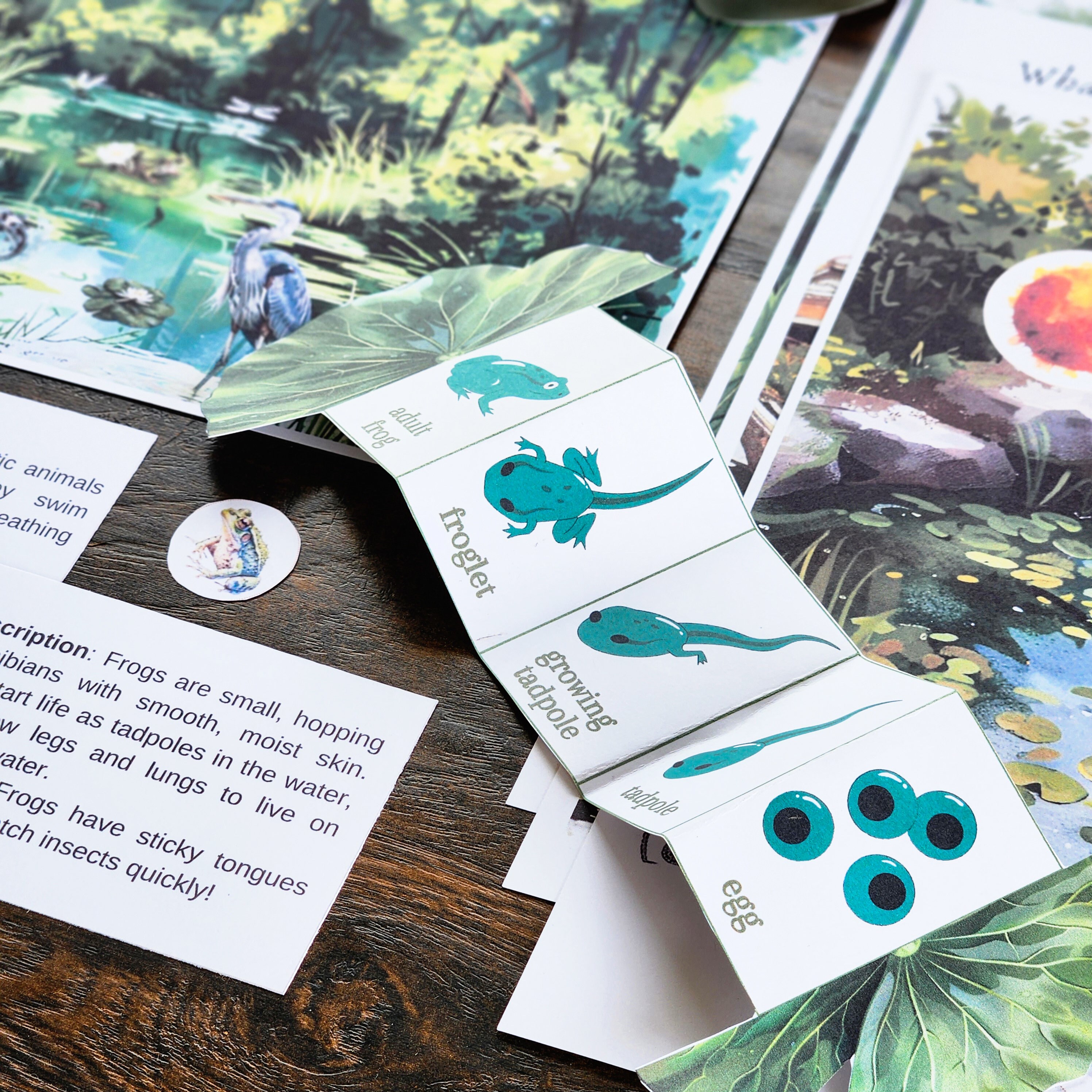 Pond Unit, Pond Study, Montessori Inspired, Homeschool, Homeschool ...