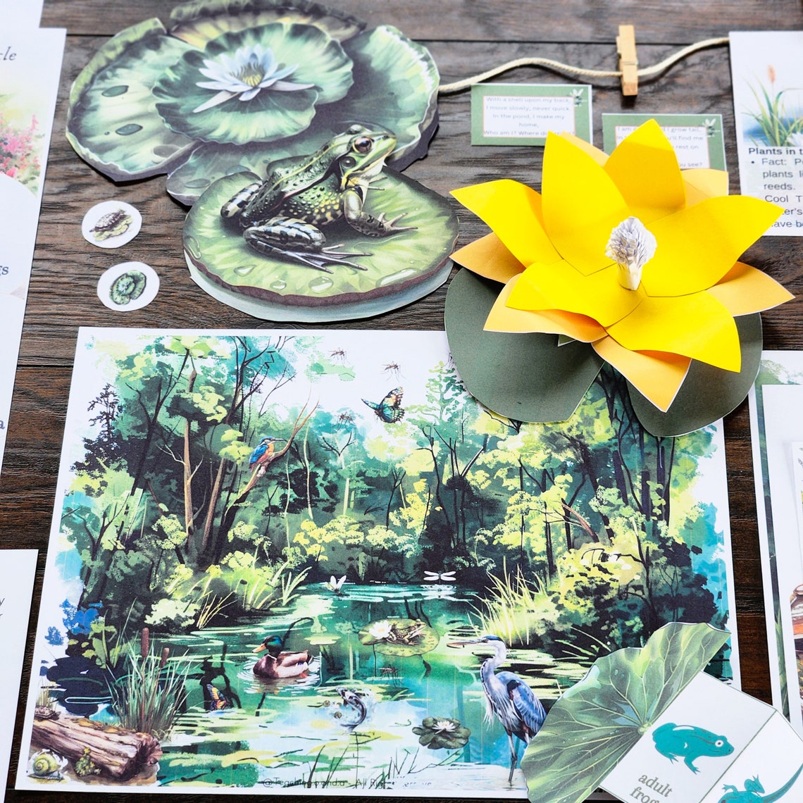 Pond Unit, Pond Study, Montessori Inspired, Homeschool, Homeschool ...