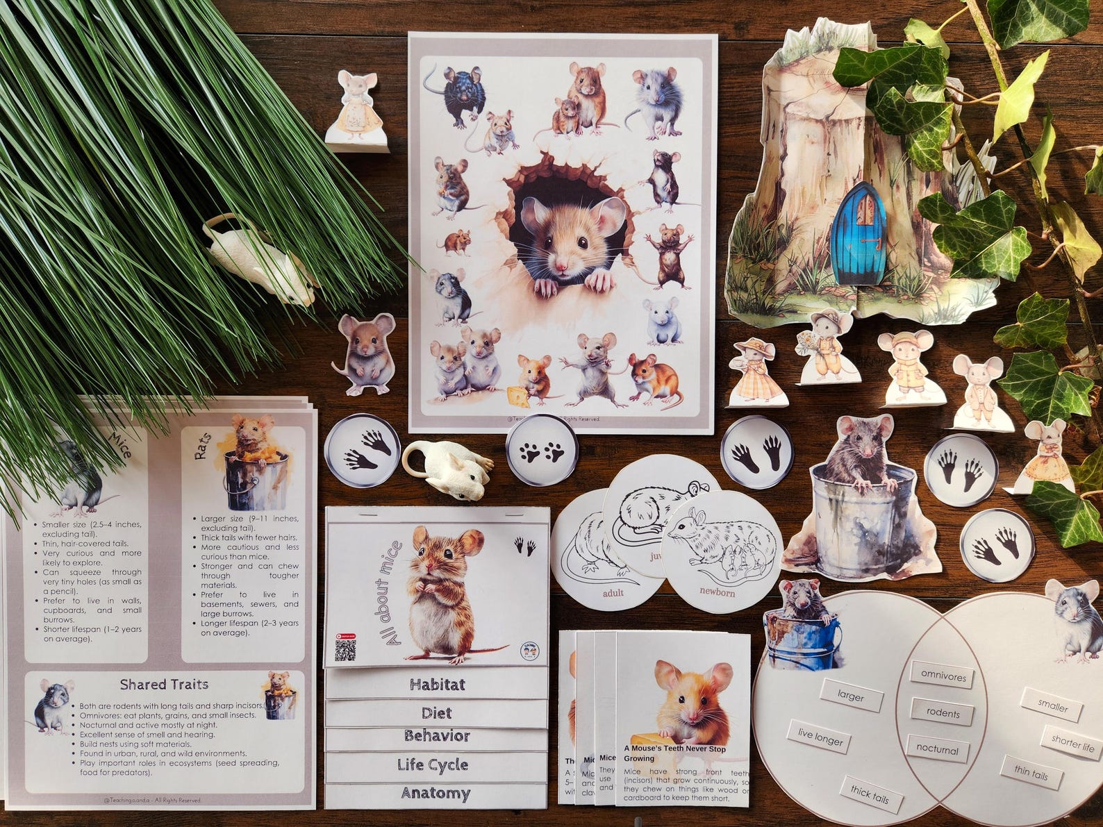 Mice Unit Study, Printables, Homeschool Activities, Mouse, Mouse House ...