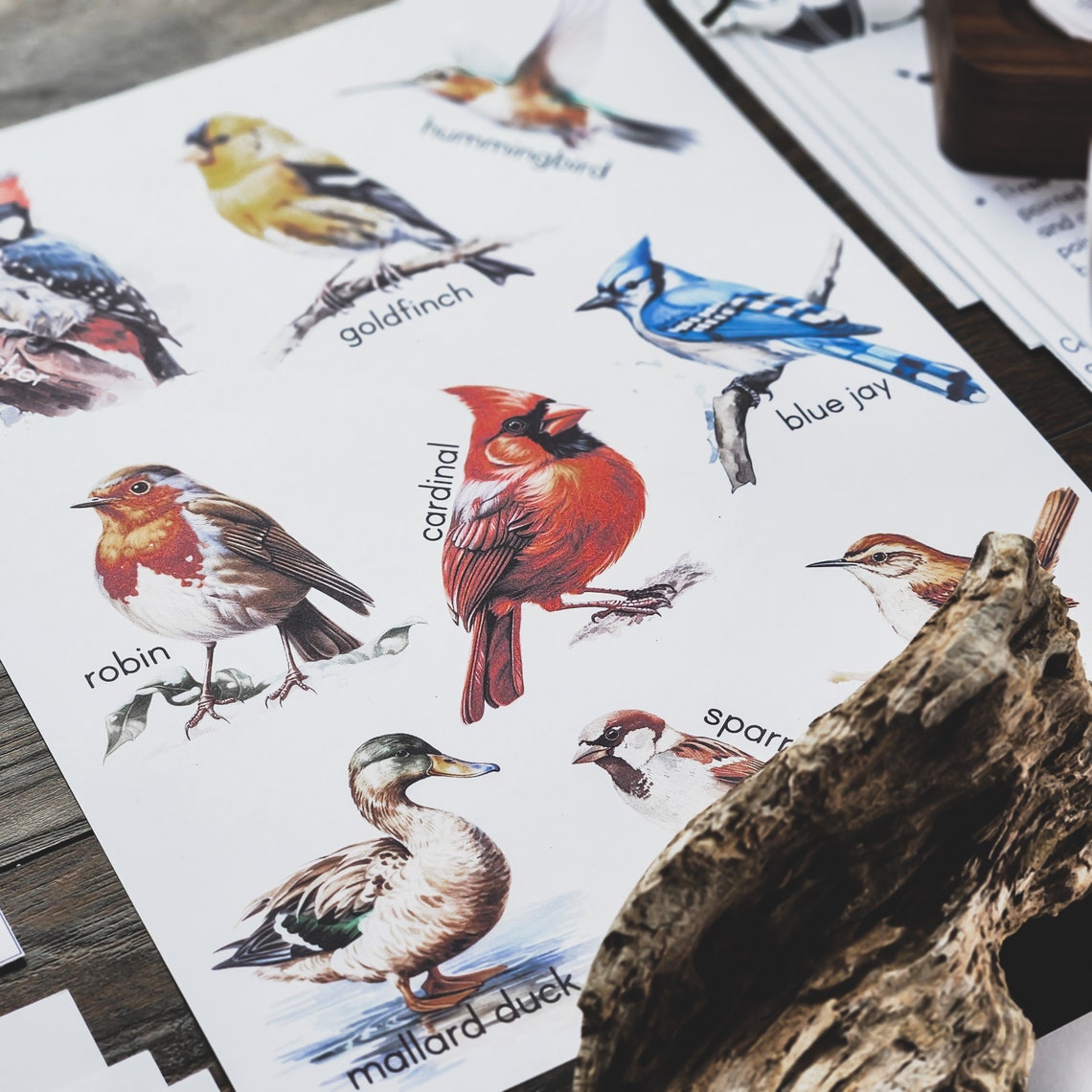 Birds Unit Study, Birds Activities, Nests, Beaks, Homeschool Printable ...