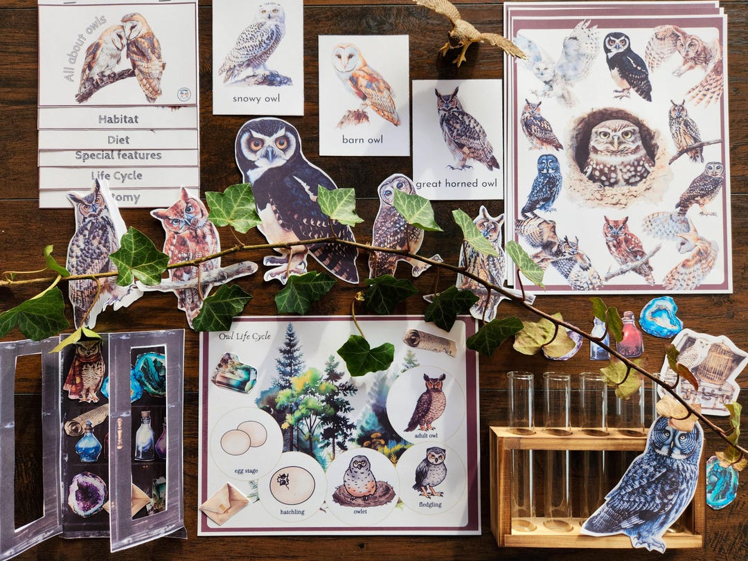 Owl Unit Study: Life Cycle, Anatomy, & Wizard Pretend Play (printables ...