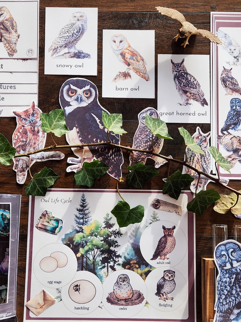 Owl Unit Study: Life Cycle, Anatomy, & Wizard Pretend Play (printables ...