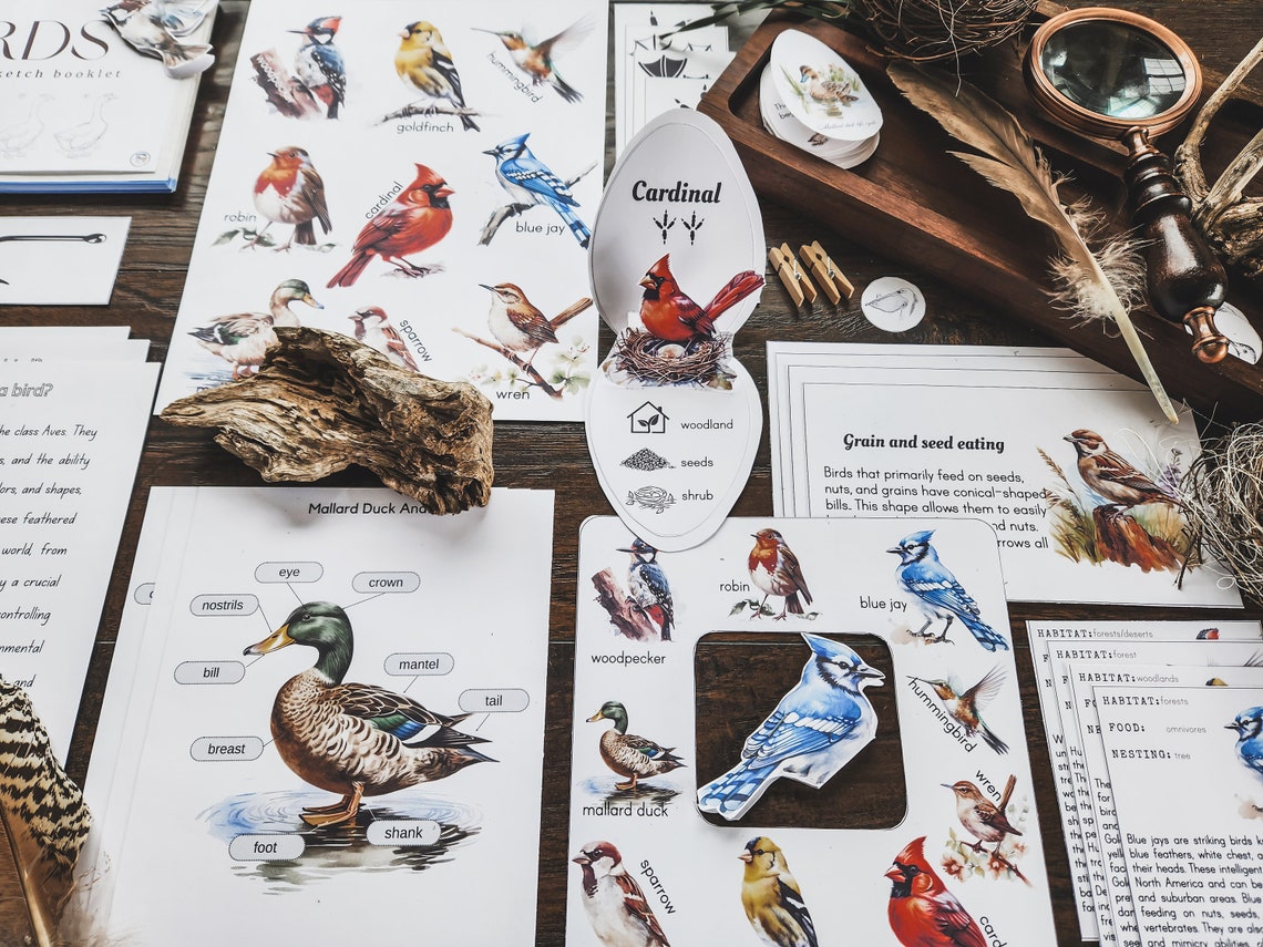 Birds Unit Study, Birds Activities, Nests, Beaks, Homeschool Printable ...