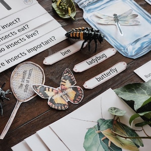 Entomology , Insects Unit Study, Bugs, Butterfly Life Cycle, Printables ...