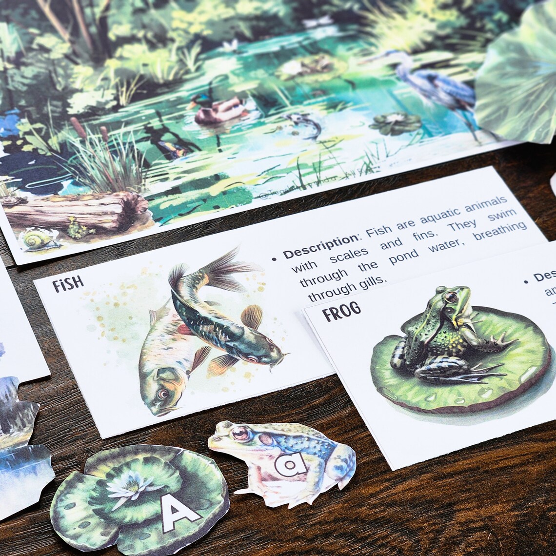 Pond Unit, Pond Study, Montessori Inspired, Homeschool, Homeschool ...