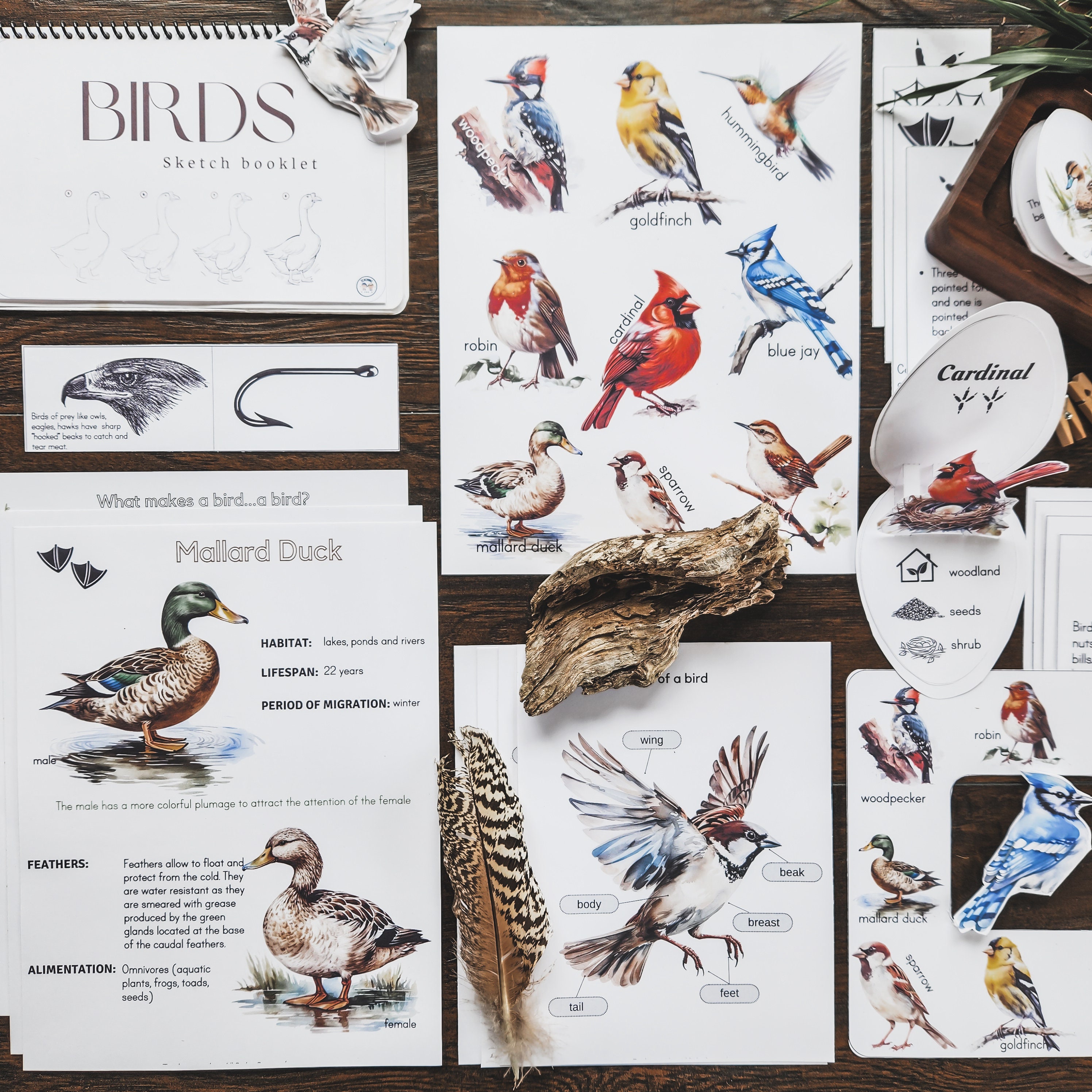 Birds Unit Study, Birds Activities, Nests, Beaks, Homeschool Printable ...