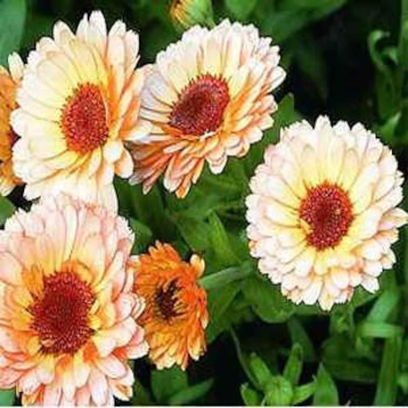 Calendula Pink Surprise 50 Seeds 30% off SALE 10 Perc off - Etsy