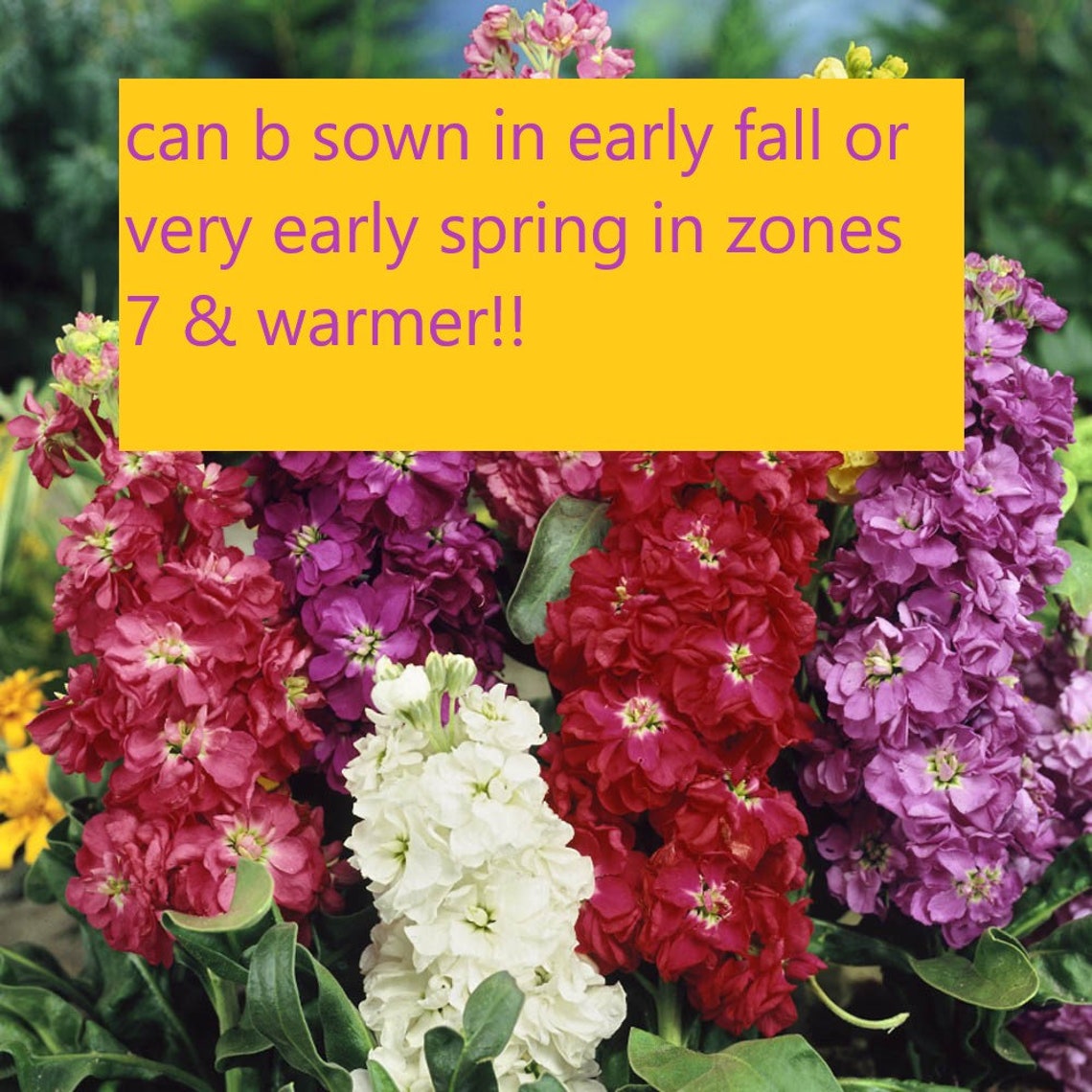 Stock Ten Week Mix 50 Seeds 30% off SALE 10 Perc off 2 - Etsy