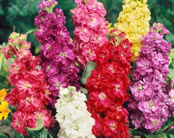 Stock Ten Week Mix, 50+ Seeds, 30% off SALE Section, 10 Perc off 2 ...