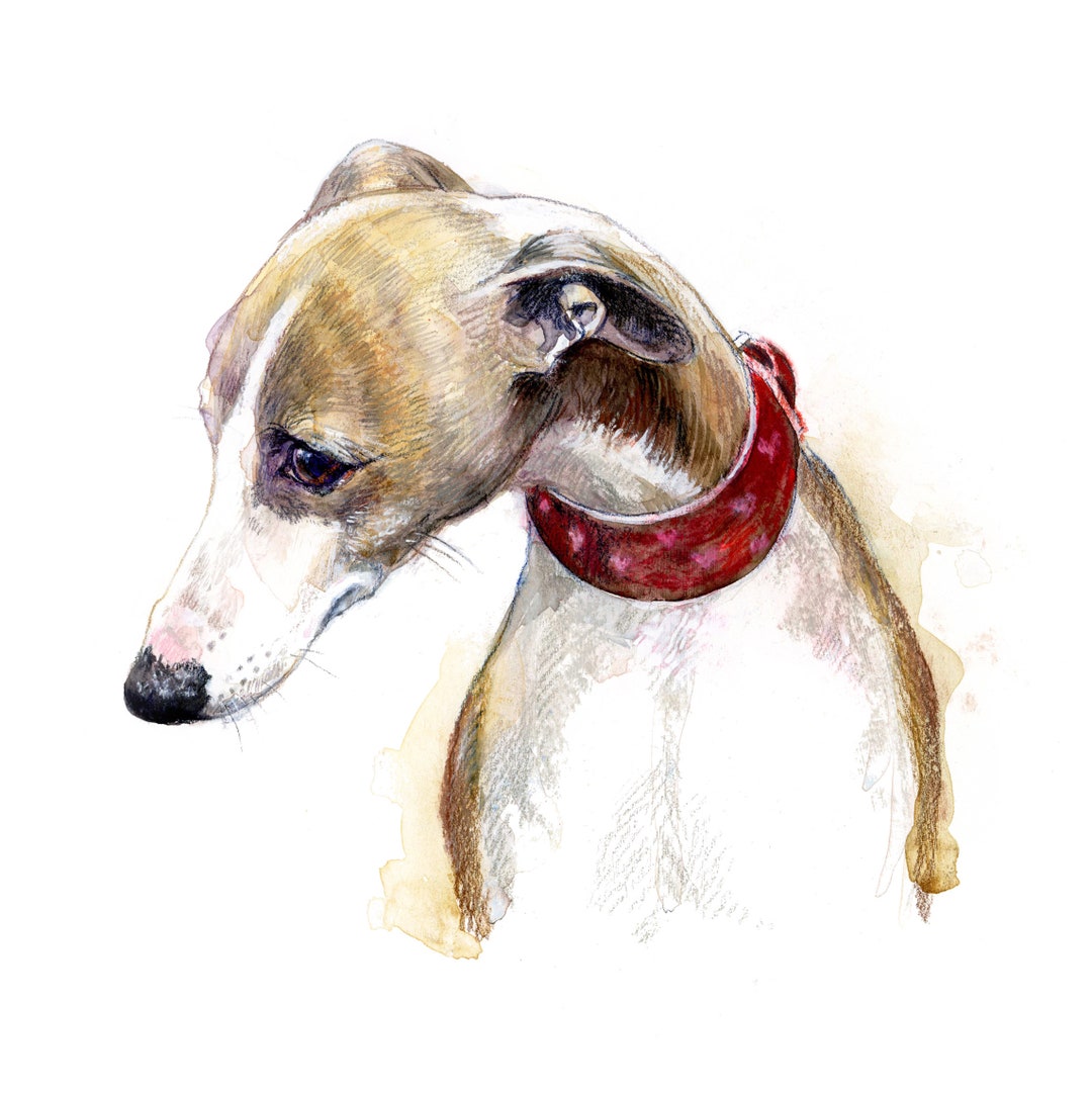 Greetings Card of an Elegant Whippet With a Sad Face - Etsy