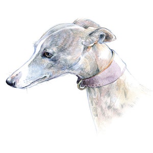 Gentle and Patient. A Whippet Portrait - Etsy