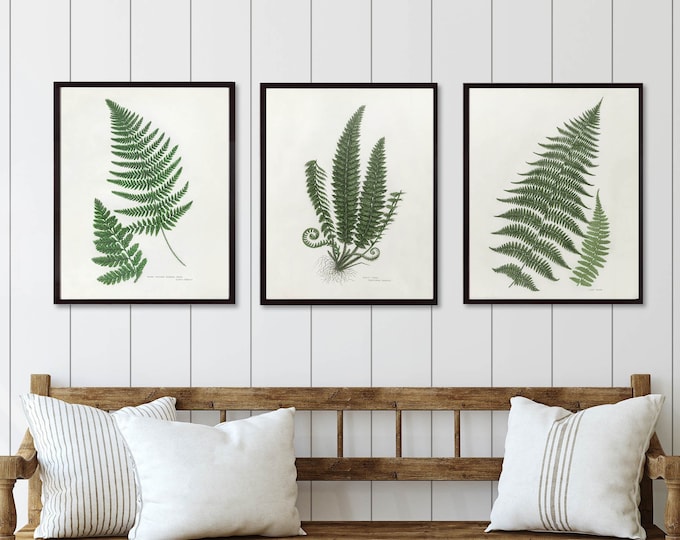 Botanical Print Set of 3 Fern Print Set Set of Fern Prints - Etsy