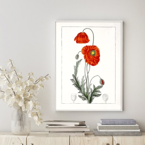 Antique Poppy Print - Etsy