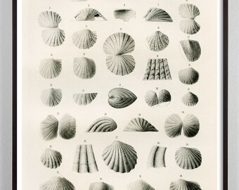 Sea Shell Print Sea Shell Art Black and white Sea Shells | Etsy