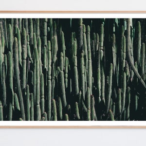 Large Modern Cactus Print Photograph for Loft or Modern Home Decor ...