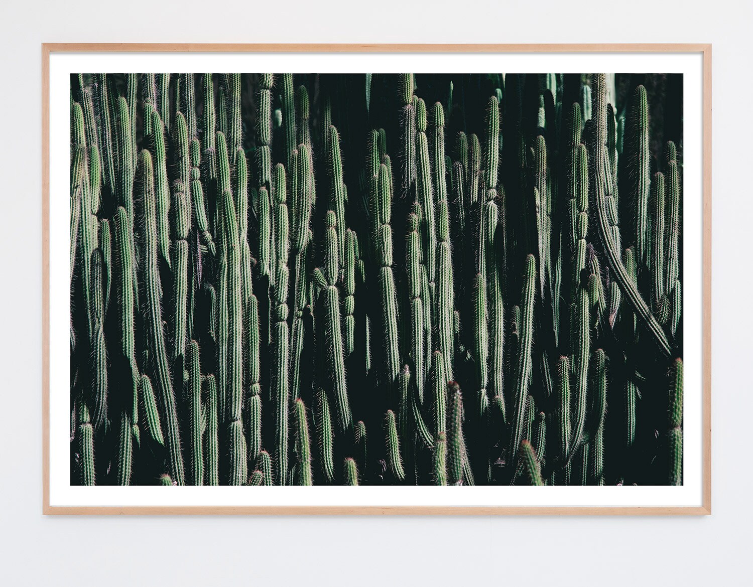 Large Modern Cactus Print Photograph for Loft or Modern home | Etsy