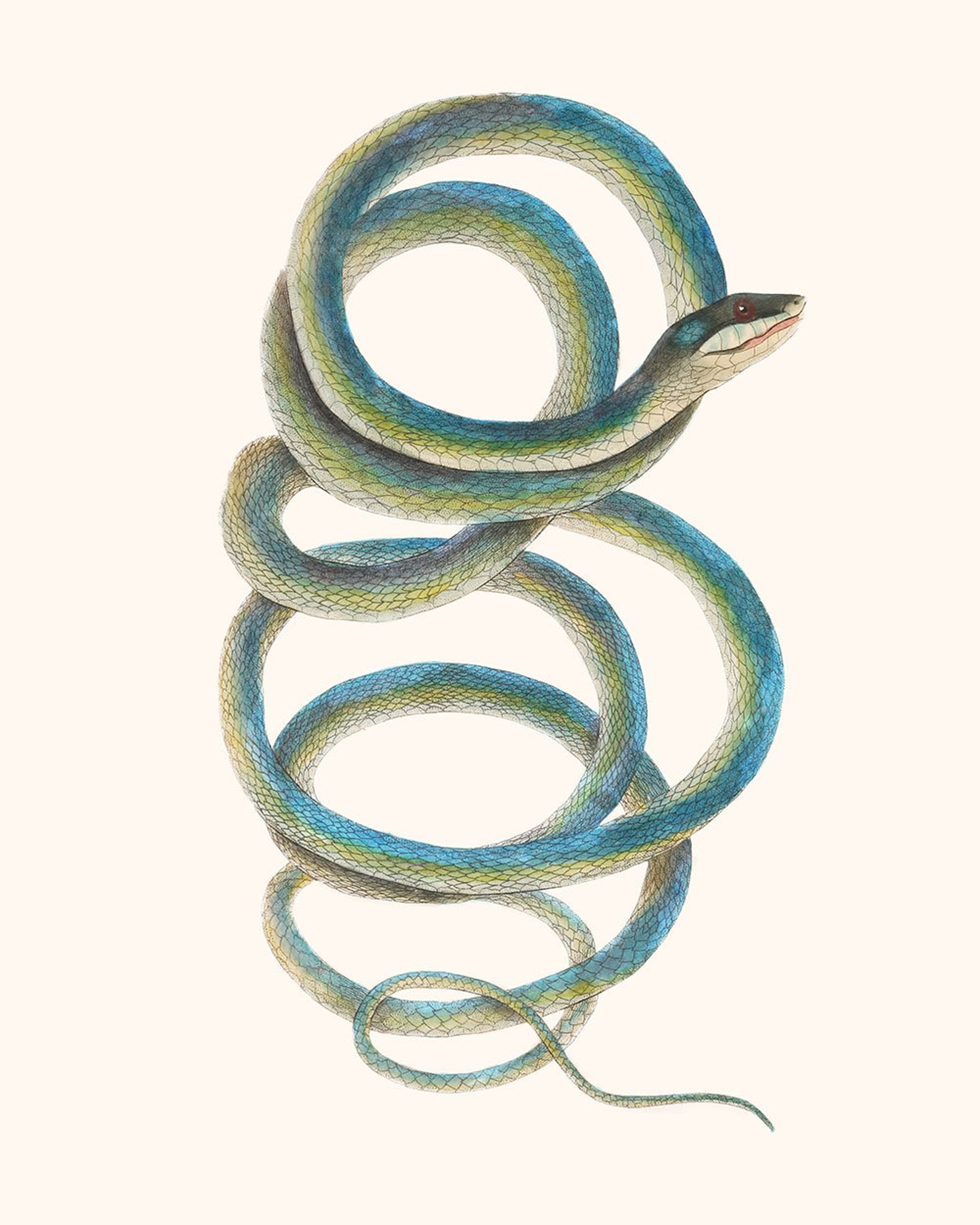 Blue Snake Art Desert Wall Art Southwest Decor Snake Drawing - Etsy