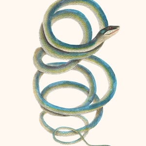 Blue Snake Art Desert Wall Art Southwest Decor, Snake Drawing, Snake ...