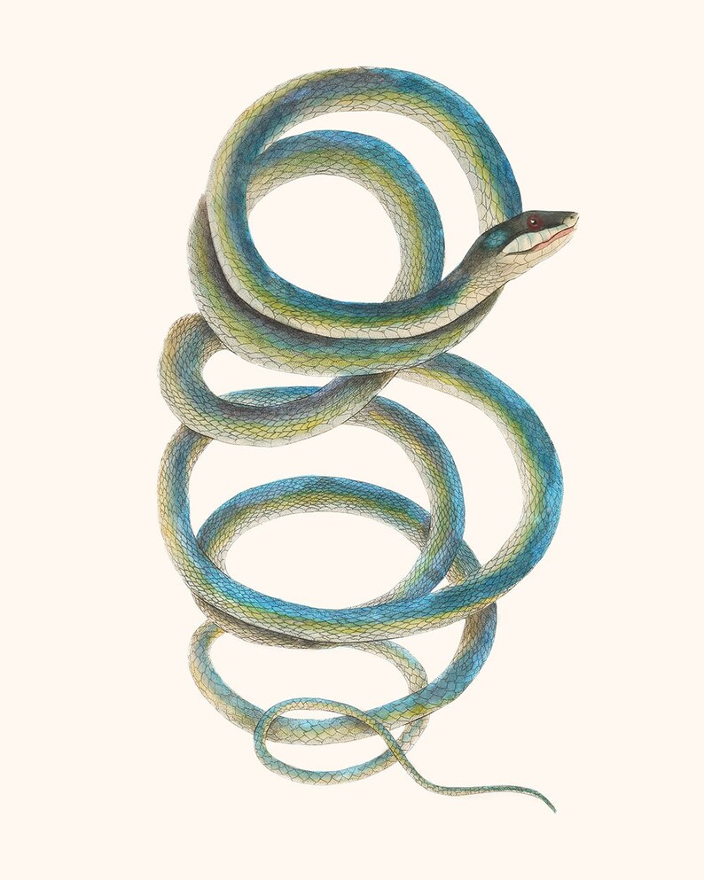 Blue Snake Art Desert Wall Art Southwest Decor Snake Drawing - Etsy