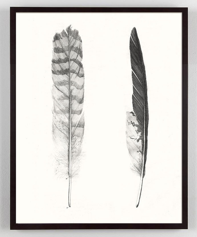 Feathers Art Antique Feathers Feather Art Print Vintage - Etsy